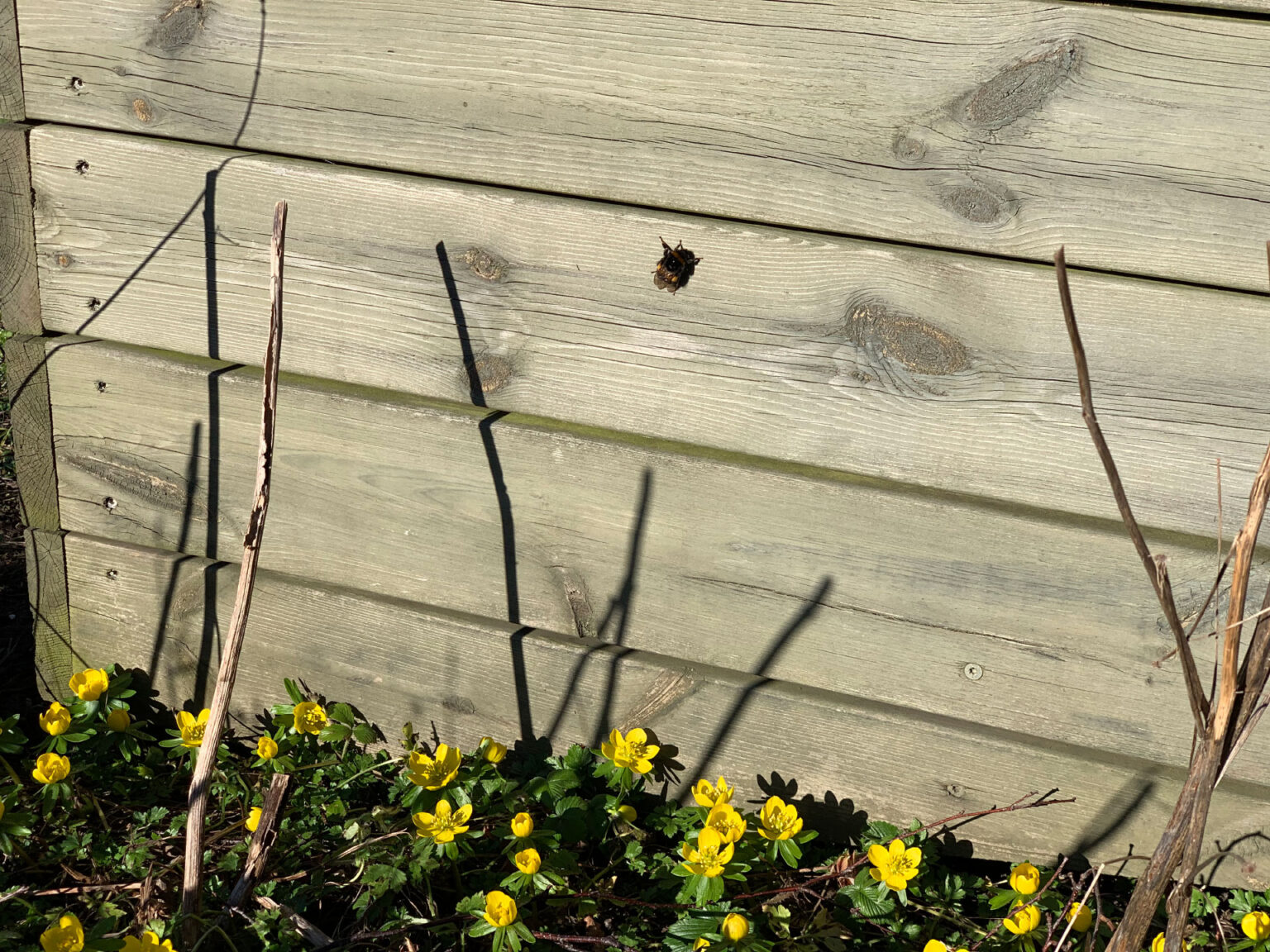 KONKURRENCE: Danmarks første humlebi 2024 – Plan Bi