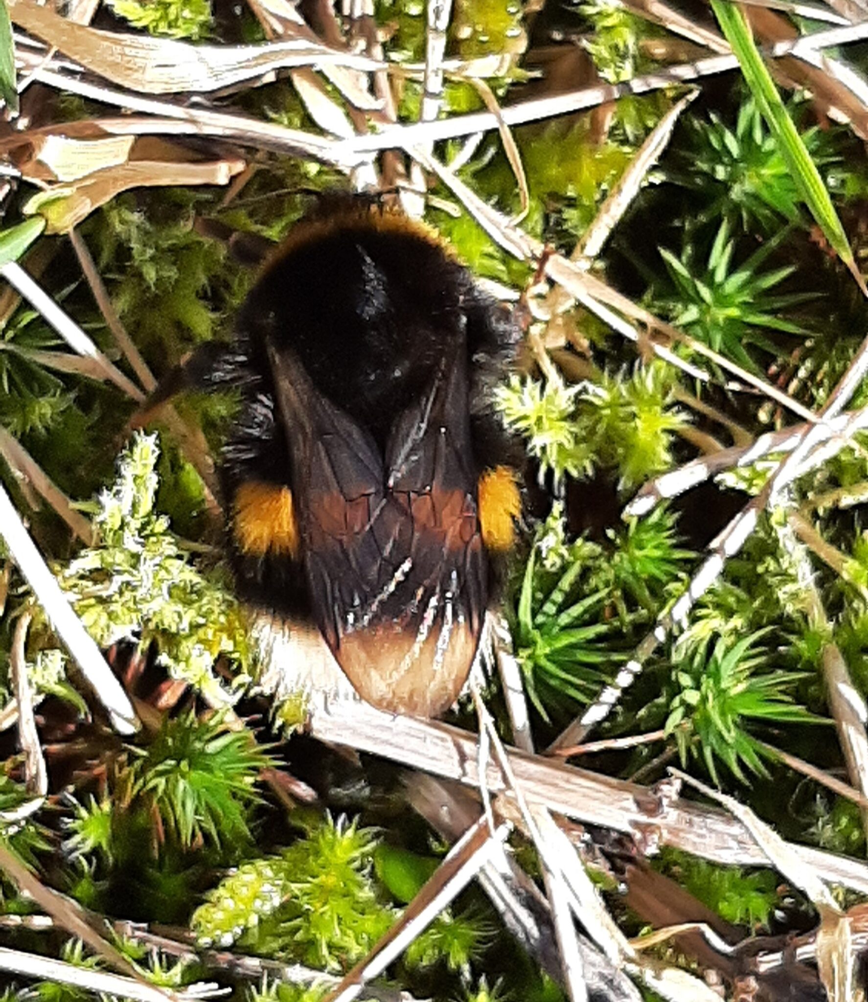 KONKURRENCE: Danmarks første humlebi 2024 – Plan Bi