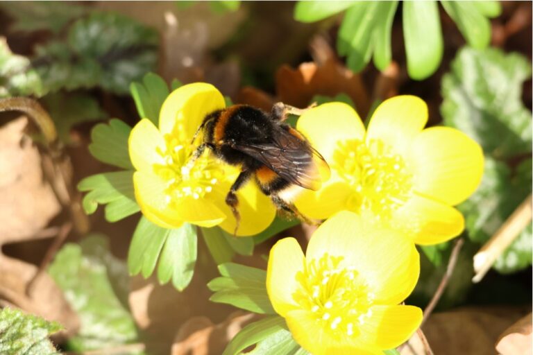 KONKURRENCE: Danmarks første humlebi 2024 – Plan Bi