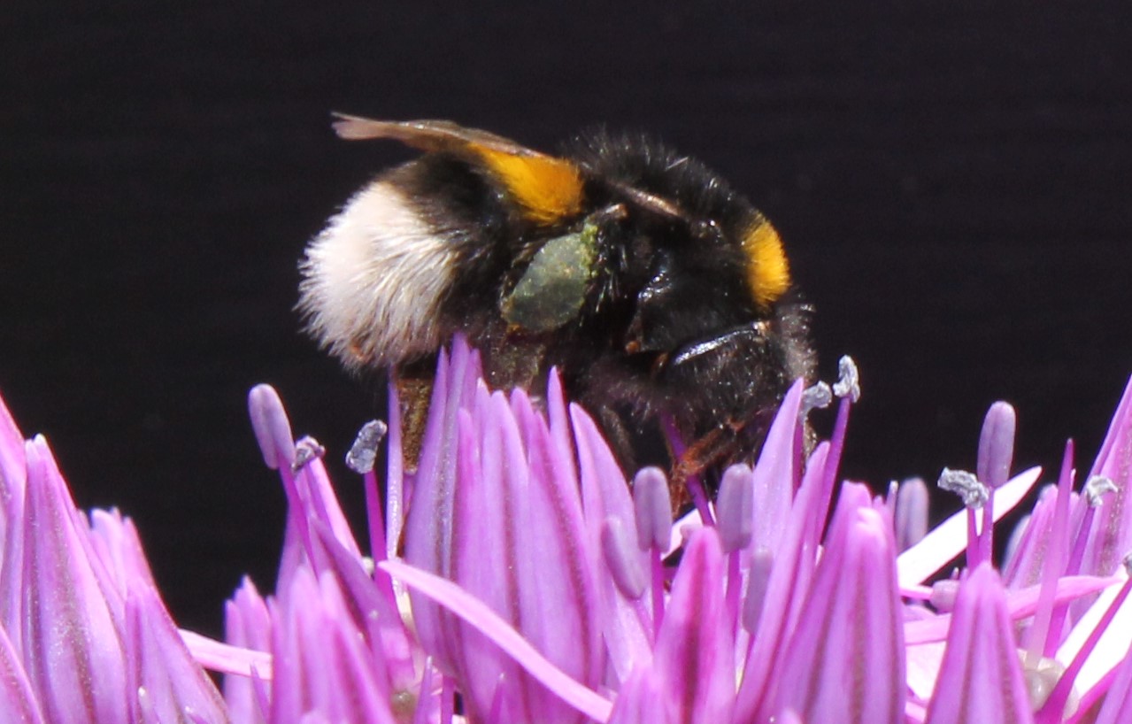 Humlebier bliver varme af at slæbe pollen – Plan Bi