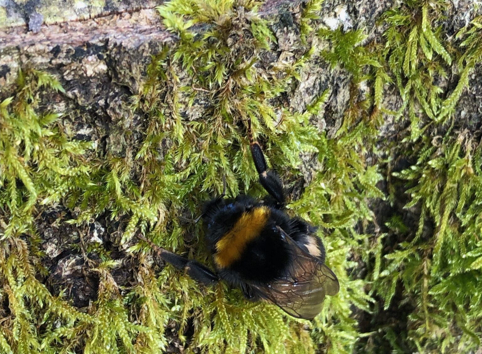 KONKURRENCE: Danmarks første humlebi 2024 – Plan Bi