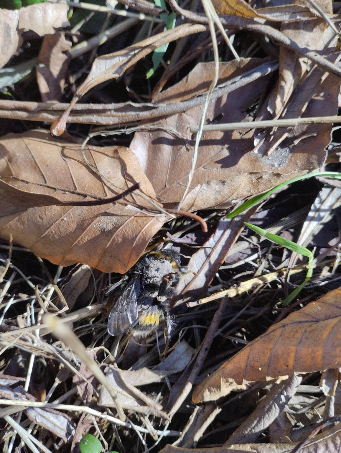 KONKURRENCE: Danmarks første humlebi 2024 – Plan Bi